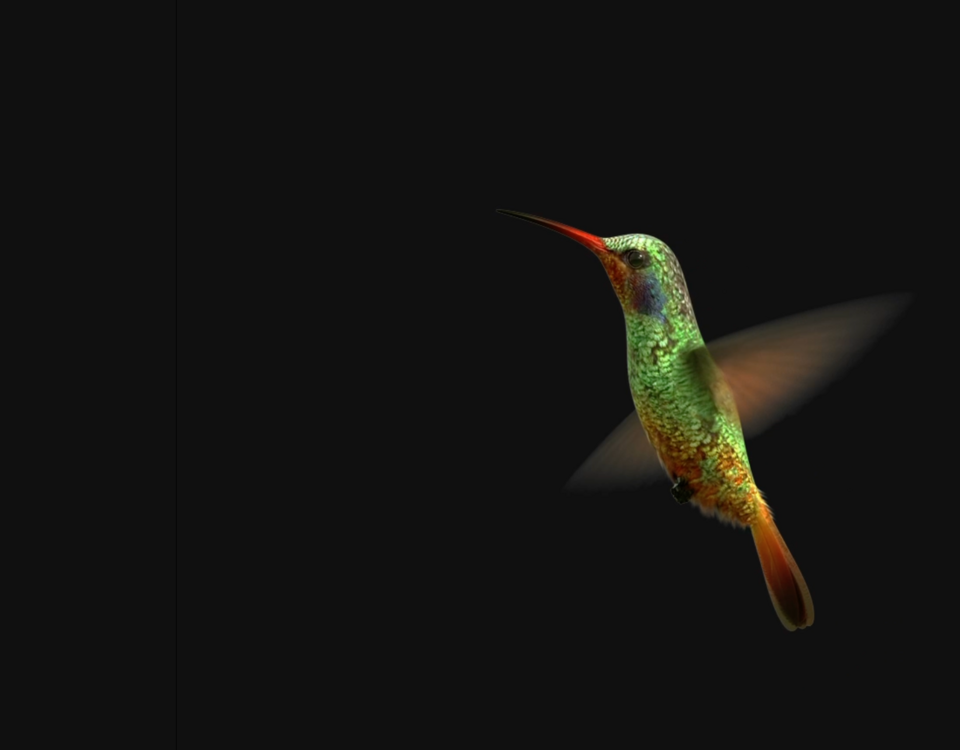 Over Nipper | Nipper